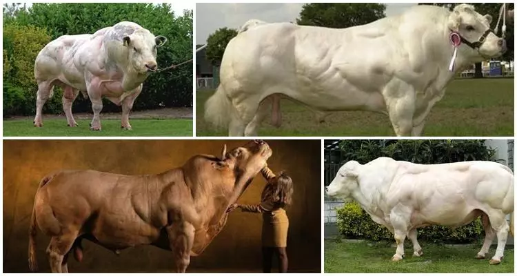 Sanada Belgian Blue