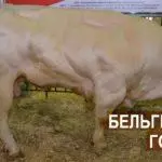 Cow buluug Belgium ah: Sharaxaadda iyo astaamaha taranka, waxa ku jira 6030_8