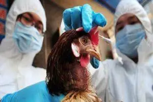 مرغوں میں طے کی علامات اور بیماری کا خطرہ، علاج اور روک تھام کے طریقوں