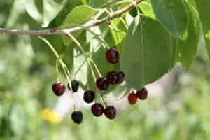 Opis raznolikosti malebo cherry protiv vrha, raste iz sjemenki i savjeta za njegu