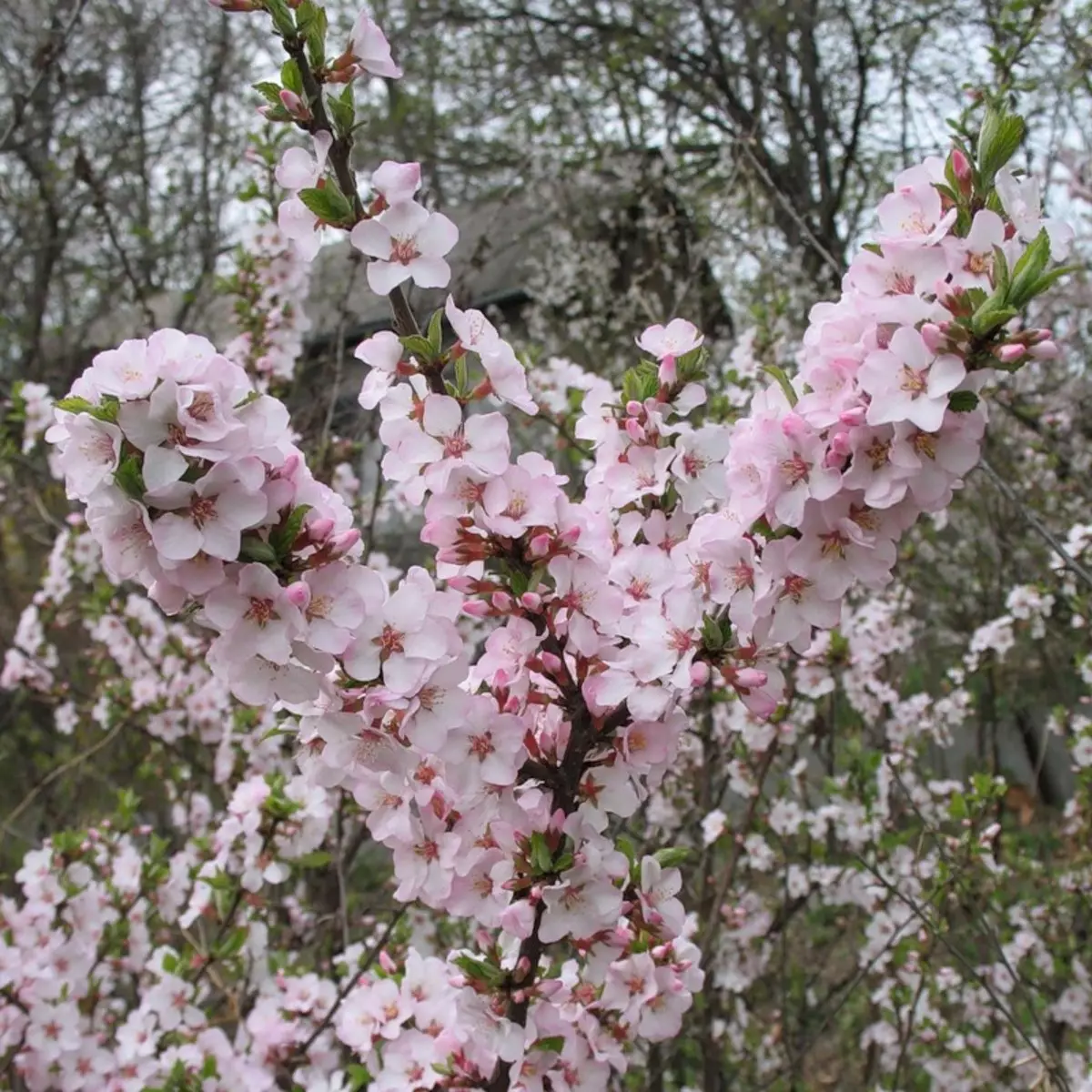 Ṣẹẹri blossoms