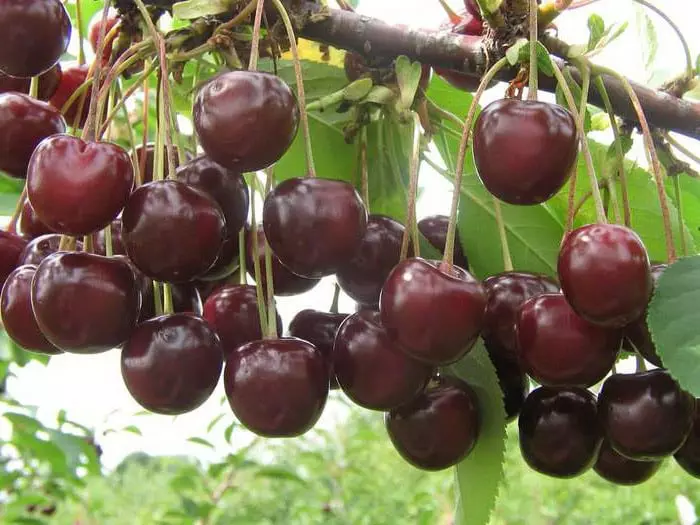 Cherry iliyoiva