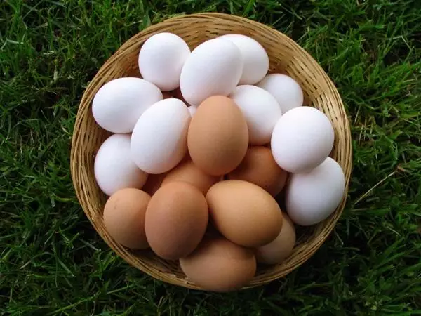 Chicken eggs of different shade