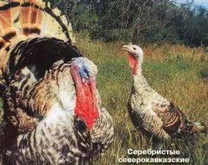 Видови на Турци од Северна кавкаска раса, карактеристики и одгледување