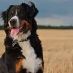 Psi koji pase ovce: Opis Top 11 najboljih pasmina i kako odabrati štene 6040_13