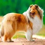 Dogs who graze sheep: Description Top 11 best breeds and how to choose a puppy 6040_2
