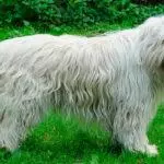 כלבים אשר לרעות כבשים: תיאור למעלה 11 הגזעים הטובים ביותר וכיצד לבחור גור 6040_21