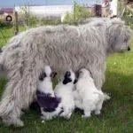 Suņi, kas ganās aitas: Apraksts Top 11 labākās šķirnes un kā izvēlēties kucēnu 6040_22