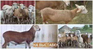 شرح و ویژگی های گوسفند Katuman نژاد، ویژگی های محتوا
