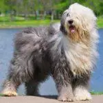 Dogs who graze sheep: Description Top 11 best breeds and how to choose a puppy 6040_36