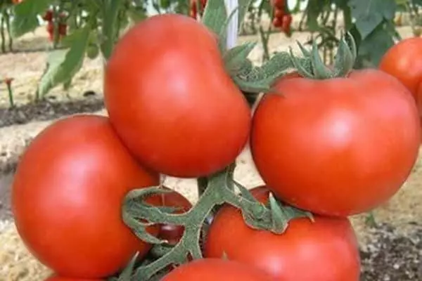 Fêkiyên tomato