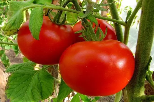 Njirimara na nkọwa nke ụdị tomato liegestities, mkpụrụ ya