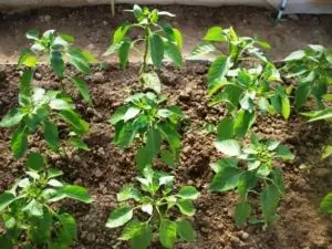 Cosa devi nutrire i peperoni dopo aver atterrato in una serra, quali fertilizzanti e quando usare