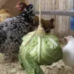 Is it possible to give some sauer cabbage: how it is right and how much to feed, benefit 6045_4