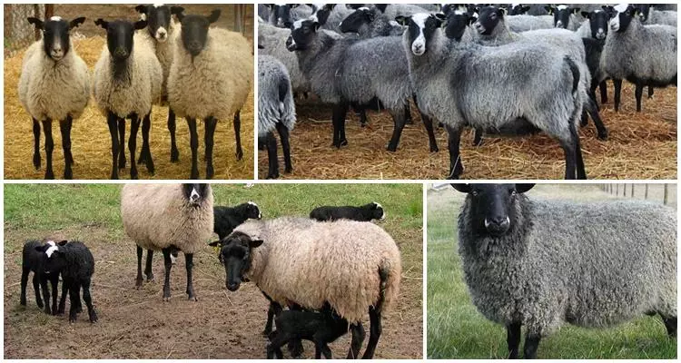 Pecore di allevamento a casa per principianti