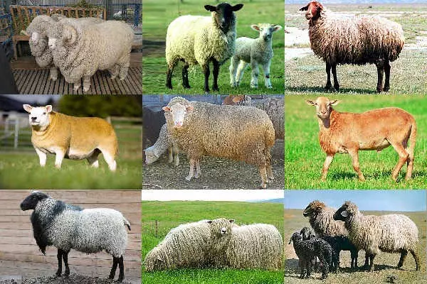 شروعات وارن لاء گهر ۾ ر sheep ن کي ڪيئن پيدا ڪجي