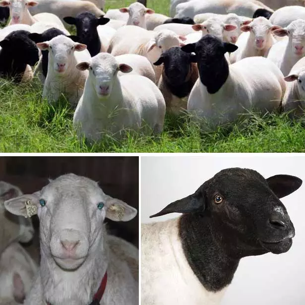 مختلف ر sheep ن