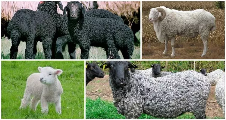 Beautiful sheep