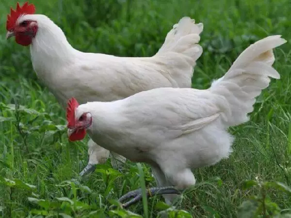 Κοτόπουλα bress galskaya φυλή