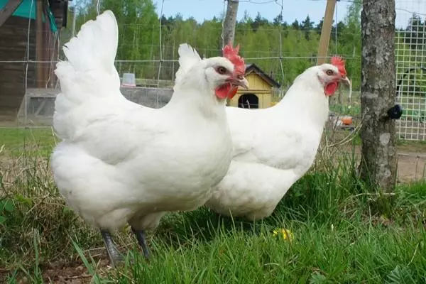 Κοτόπουλα Bress Galskaya