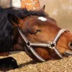 Infektiösa encefalomi hästar: symtom, behandling och förebyggande 6050_1