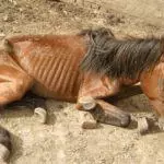 Infekcijas encefalomijas zirgi: simptomi, ārstēšana un profilakse 6050_3