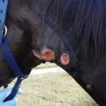 Infektiösa encefalomi hästar: symtom, behandling och förebyggande 6050_6