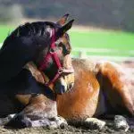 Վարակիչ Encephalomy ձիեր. Ախտանիշներ, բուժում եւ կանխարգելում 6050_7