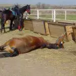 Cavalos de encefalomia infecciosa: sintomas, tratamento e prevenção 6050_8