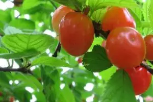 Tsanangudzo yeDongedzo iron iron cherries uye inotanga uye yekubva mitemo, kubereka