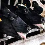 Kāpēc govs svīšana: iemesli un ko darīt, profilakse 6059_12
