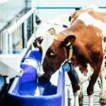 Zakaj krava potenje: razloge in kaj storiti, preprečevanje 6059_13