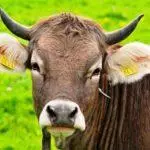 Zašto se krava znoji: razlozi i šta učiniti, prevencija 6059_14