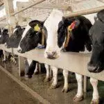 Kāpēc govs svīšana: iemesli un ko darīt, profilakse 6059_3