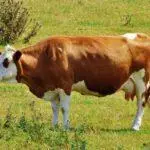 Kāpēc govs svīšana: iemesli un ko darīt, profilakse 6059_4