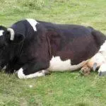 Zakaj krava potenje: razloge in kaj storiti, preprečevanje 6059_7