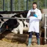 Zašto se krava znoji: razlozi i šta učiniti, prevencija 6059_8