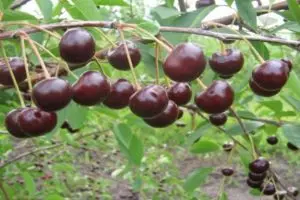 Opis a charakteristika rozmanitosti brunetky VishiNI, funkcie pestovania a histórie
