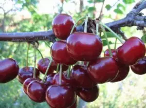 Lýsing á Cherry Grade Shy og eiginleikum fruiting, vaxandi reglna