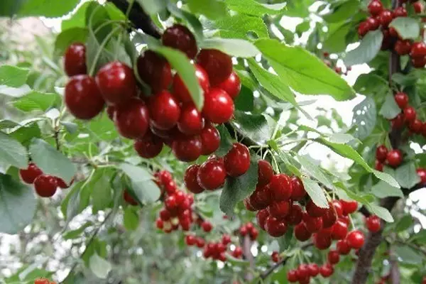 Browdi Berries