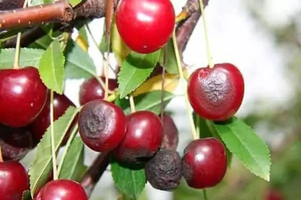 ಕಪ್ಪು ಕಲೆಗಳು