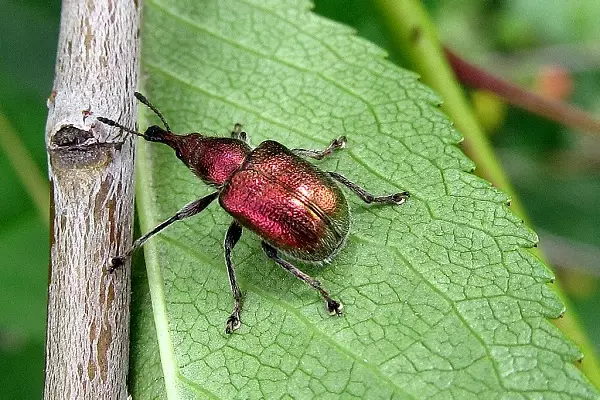 ಚೆರ್ರಿ ಸ್ಲೊನಿಕ್