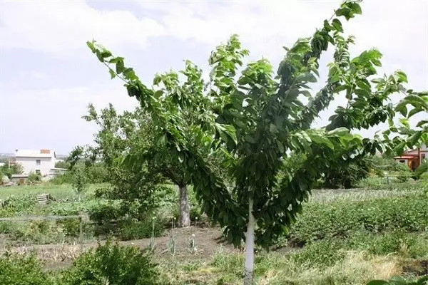 Çeşitlerin dezavantajları