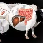 Coliki i kalven: Årsager og symptomer Hvad skal man gøre for behandling 6067_4