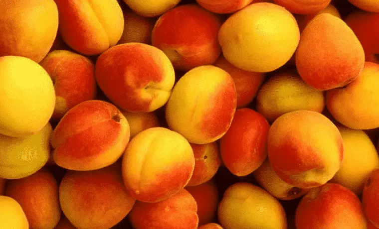 Apricots nyingi