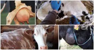 गाई, गाईवस्तु र रोकथामको उपचारमा फोर्स र लक्षणहरूको संकेत र संकेतहरू
