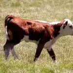 At the calf diarrhea with blood: causes and what to treat at home 6072_5