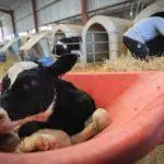 At the calf diarrhea with blood: causes and what to treat at home 6072_8