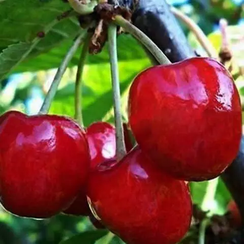 Cherry jenis