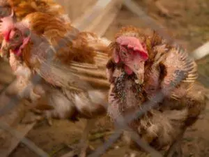 Símptomes i causes de micoplasmosi a les pollastres domèstiques, tractament ràpid i eficient
